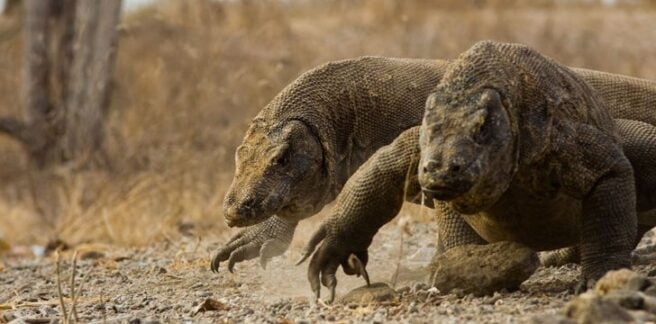 10 Interesting Facts About Komodo Dragons - The Fact Site