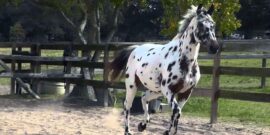 10 Wild Facts About Knabstrupper Horses - The Fact Site