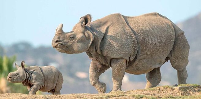 20 Interesting Facts About Rhinos That You Should Know - The Fact Site