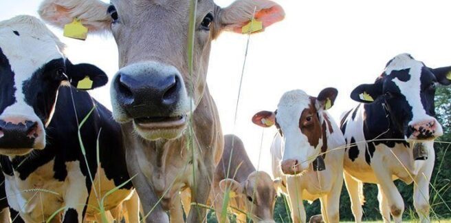 How Beef Is Worse For The Environment Than Cars - The Fact Site