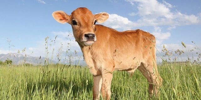 31 Fun Facts About Cows For Kids - The Fact Site