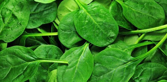 30 Splendid Facts About Spinach - The Fact Site