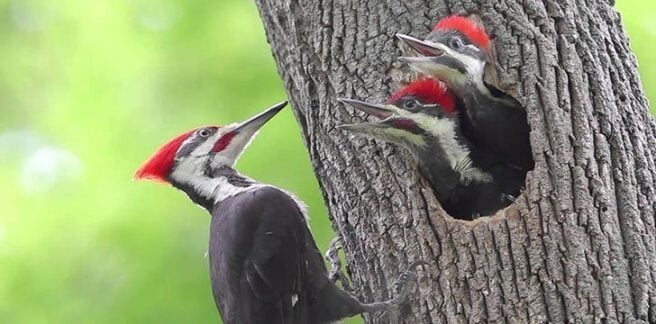 Why Do Woodpeckers Peck Wood? - The Fact Site