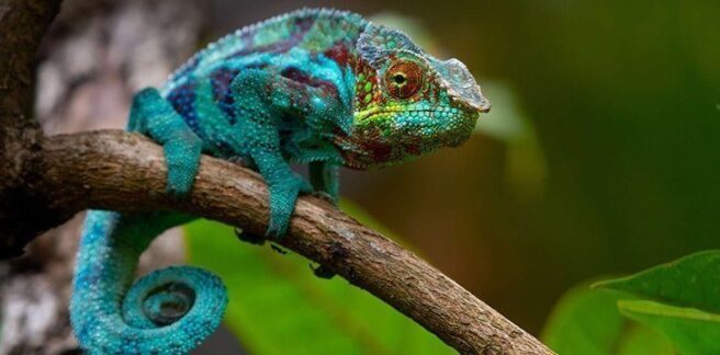 12 Delightful Facts About Lizards - The Fact Site