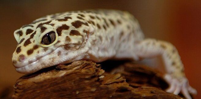 12 Delightful Facts About Lizards - The Fact Site