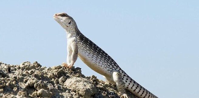 12 Delightful Facts About Lizards - The Fact Site