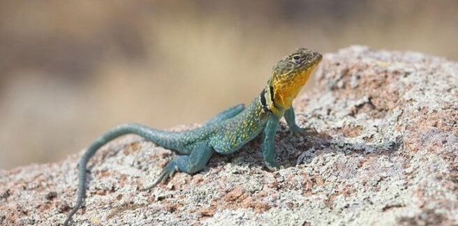 12 Delightful Facts About Lizards - The Fact Site