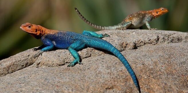 12 Delightful Facts About Lizards - The Fact Site