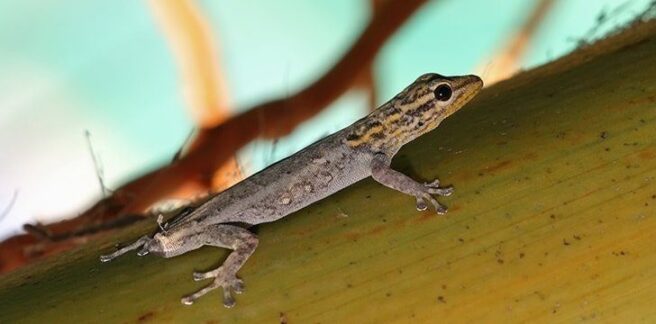 12 Delightful Facts About Lizards - The Fact Site