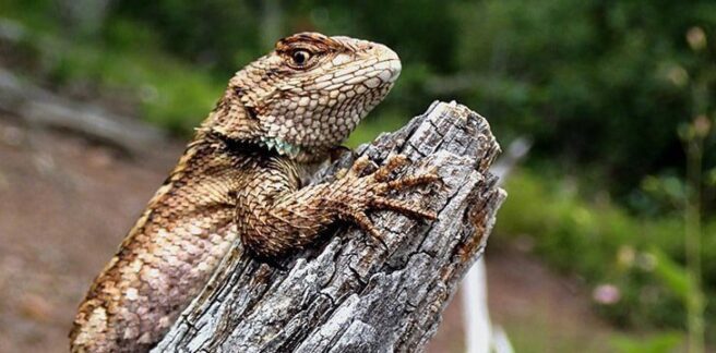 12 Delightful Facts About Lizards - The Fact Site