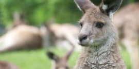 15 Fun Facts About Kangaroos - The Fact Site