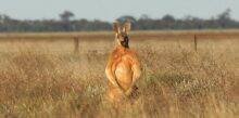 15 Fun Facts About Kangaroos - The Fact Site