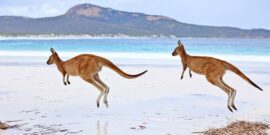15 Fun Facts About Kangaroos - The Fact Site