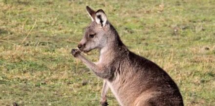 15 Fun Facts About Kangaroos - The Fact Site