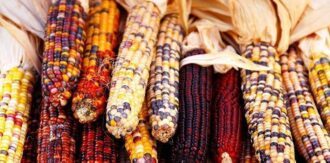 15 Interesting Facts About Thanksgiving That You Should Know - The Fact ...