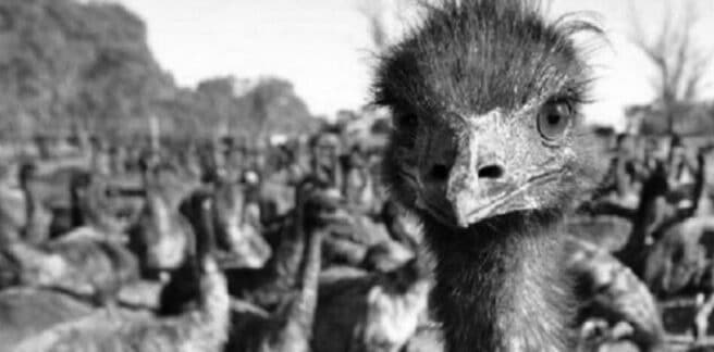 The Great Australian Emu War of 1932 - The Fact Site