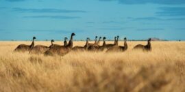 The Great Australian Emu War of 1932 - The Fact Site