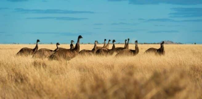 The Great Australian Emu War of 1932 - The Fact Site