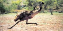 The Great Australian Emu War of 1932 - The Fact Site
