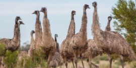 The Great Australian Emu War of 1932 - The Fact Site