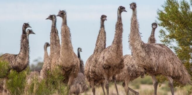 The Great Australian Emu War of 1932 - The Fact Site