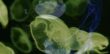 What’s The Difference Between Venom, Poison & Toxins? - The Fact Site