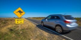 15 Fun Facts About Kangaroos - The Fact Site