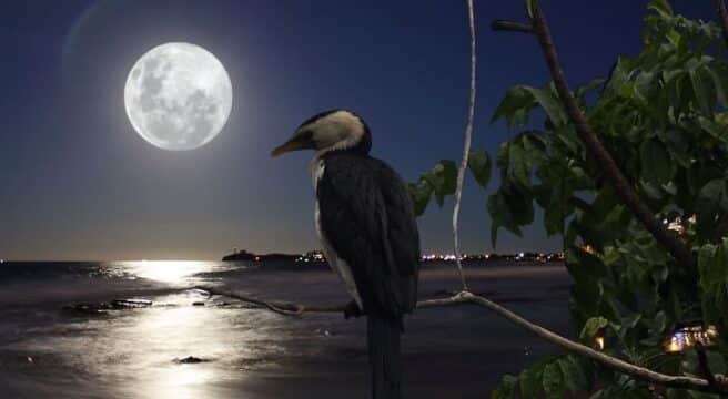 What Are The Different Types Of Moon? - The Fact Site