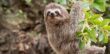 10 Surprisingly Chill Facts About Sloths - The Fact Site