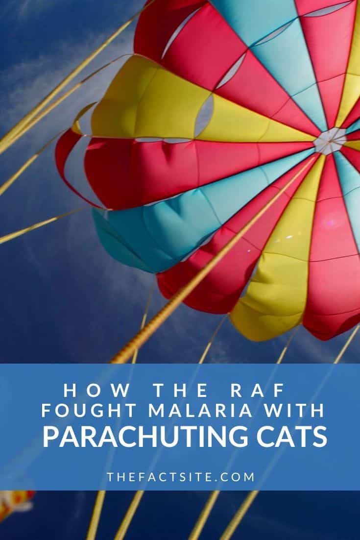How The RAF Fought Malaria With Parachuting Cats - The Fact Site