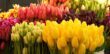 5 Trendy Facts About Tulips - The Fact Site