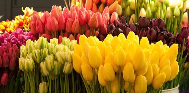 5 Trendy Facts About Tulips - The Fact Site