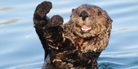 15 Otter Facts That Are Otterly Amazing - The Fact Site