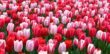 5 Trendy Facts About Tulips - The Fact Site