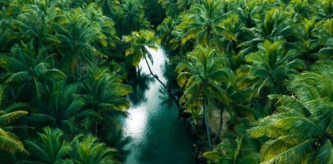 What Are The Differences Between Forests, Woods & Jungles? - The Fact Site