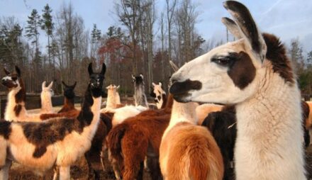 11 Likable Facts About Llamas - The Fact Site