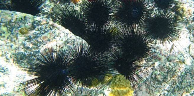 9 Unbelievable Facts About Urchins - The Fact Site