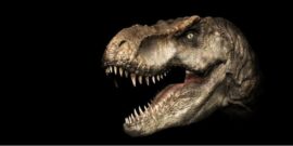 13 Terrific Facts About The Tyrannosaurus Rex - The Fact Site