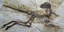 13 Valiant Facts About Velociraptors - The Fact Site