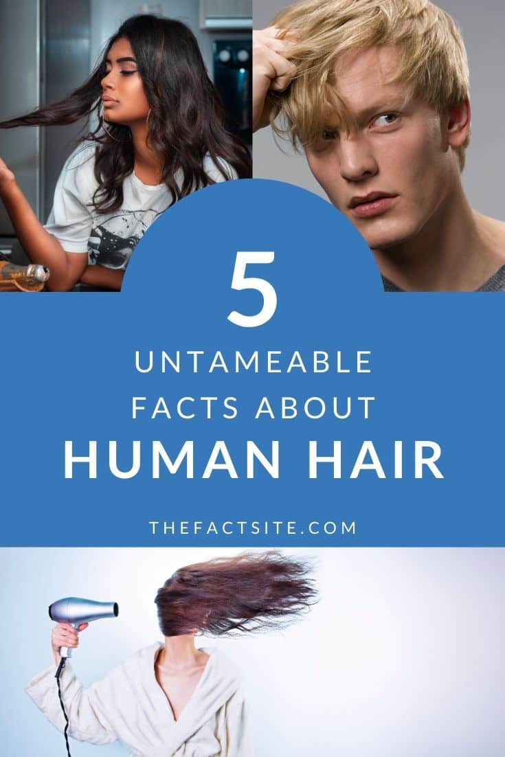 5 Untameable Facts About Human Hair - The Fact Site