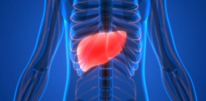 8 Interesting Facts About Your Liver - The Fact Site