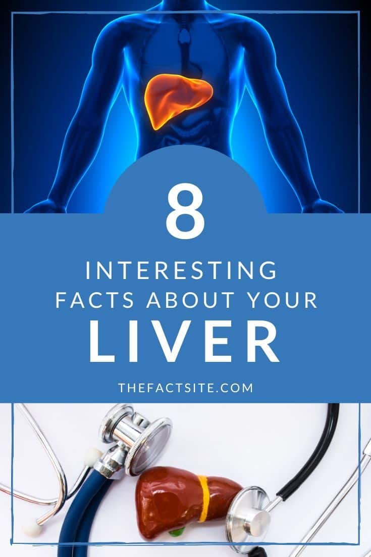 8 Interesting Facts About Your Liver The Fact Site 8-interesting-facts-about-your-liver-the-fact-site