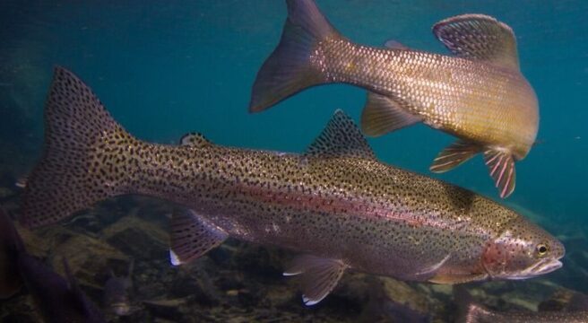 10 Fishy Facts About Rainbow Trout - The Fact Site