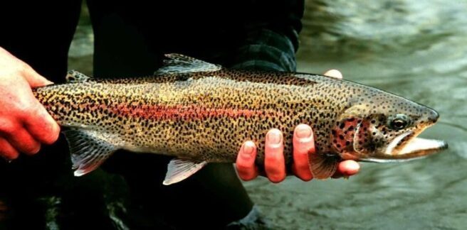 10 Fishy Facts About Rainbow Trout - The Fact Site
