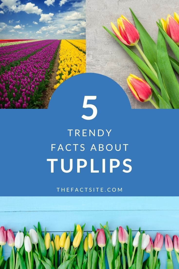 5 Trendy Facts About Tulips - The Fact Site