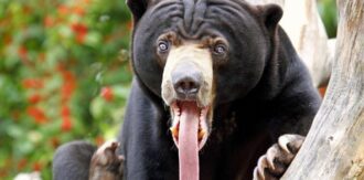 Do Bears Really Love Honey The Fact Site