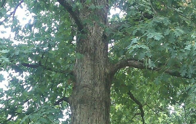 15 Glorious Facts About Georgia - The Fact Site