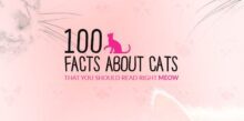 100 Facts About Cats That You Should Read Right Meow - The Fact Site