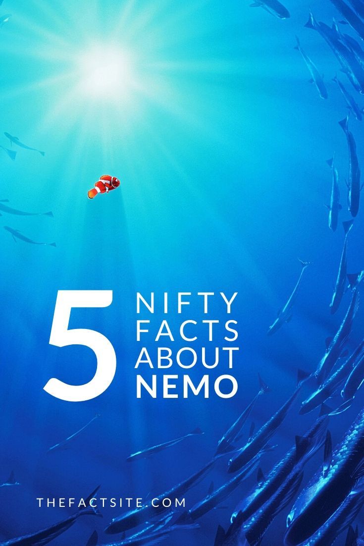 5 Nifty Facts About Nemo - The Fact Site