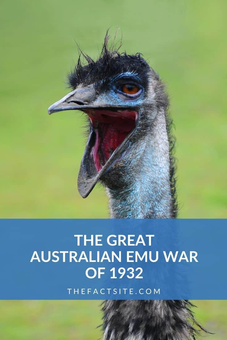 The Great Australian Emu War of 1932 - The Fact Site